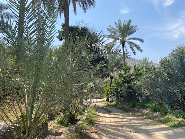 Madha Oman, discover quaint enclave, banyan trees, camping