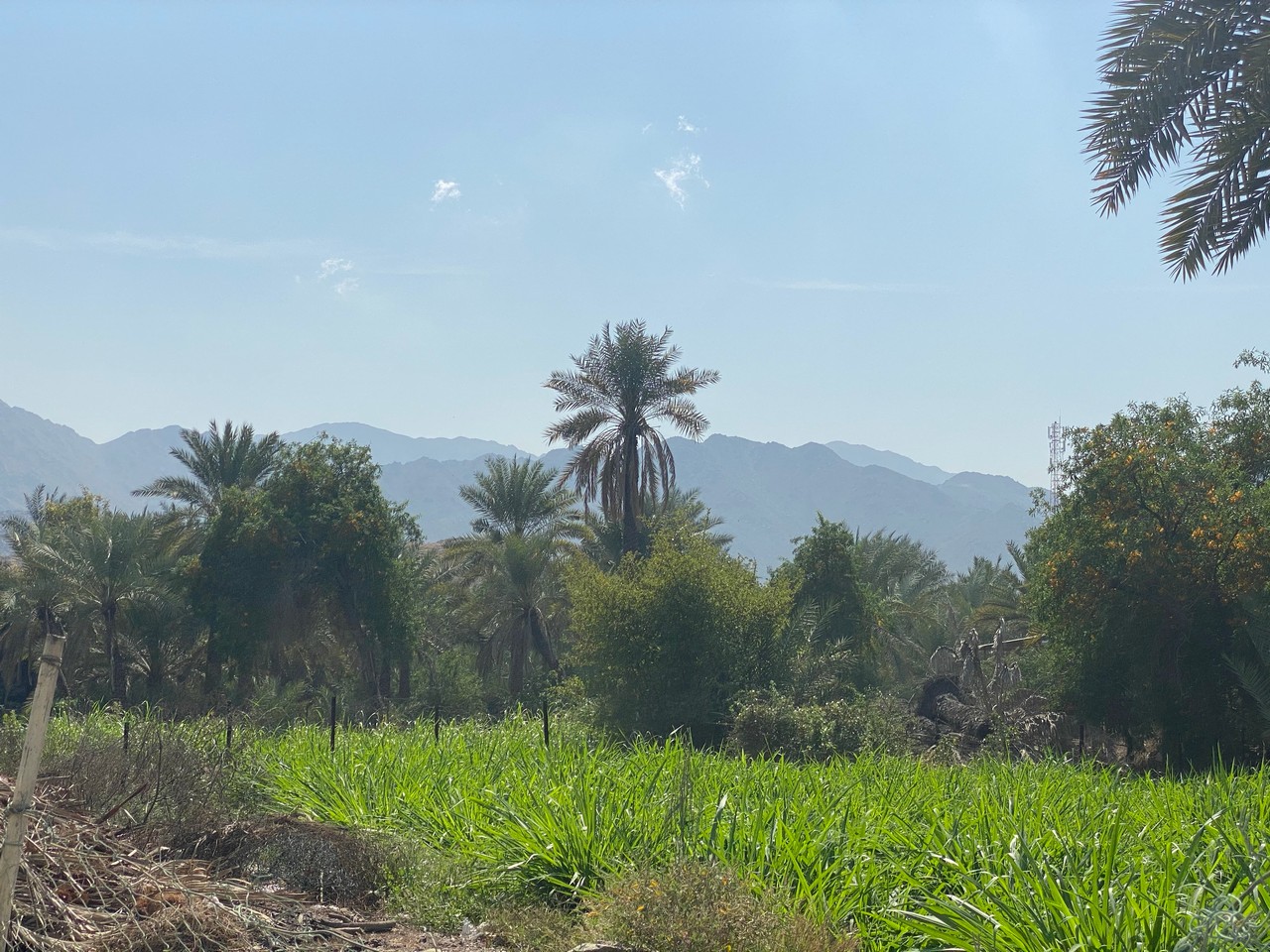 Madha Oman, discover quaint enclave, banyan trees, camping