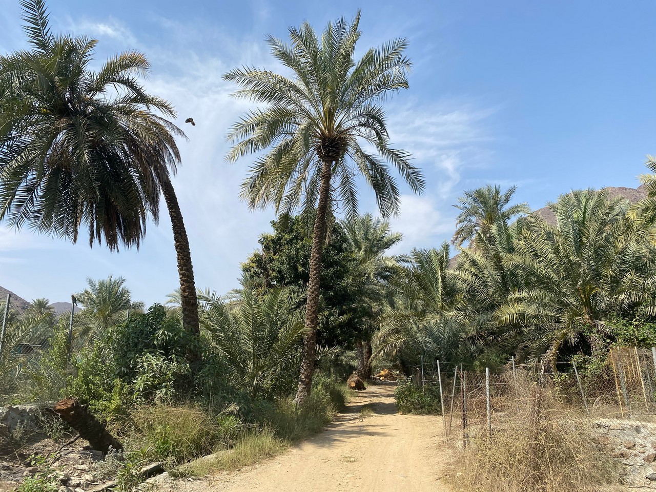 Madha Oman, discover quaint enclave, banyan trees, camping