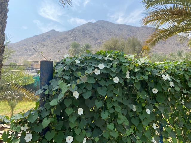 Madha Oman, discover quaint enclave, banyan trees, camping