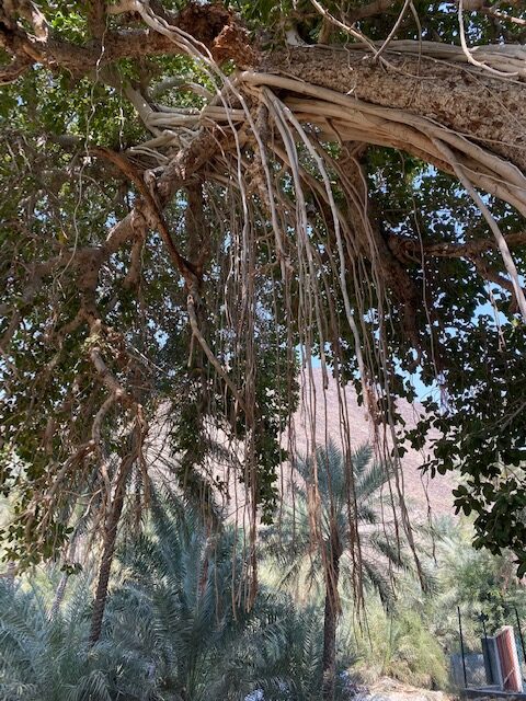 Madha Oman, discover quaint enclave, banyan trees, camping