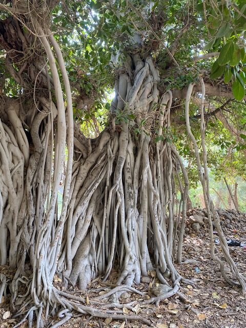 Madha Oman, discover quaint enclave, banyan trees, camping '23