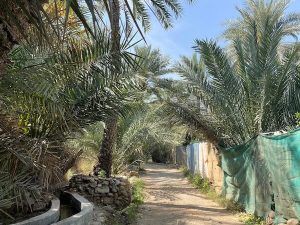 Madha Oman enclave explore, hike, banyan trees, camp 2024