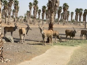 5 Best Places to visit in Al Dhaid - explore, learn, relax.. 2023