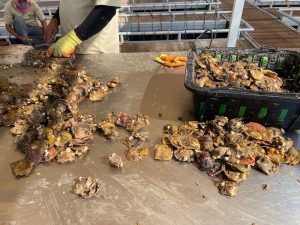 Al Mirfa, discover scenic coastal gem 2025