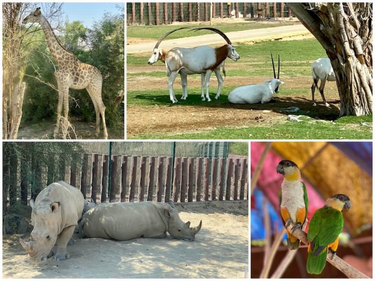 Where to See Animals in UAE - Discover the Best Place 2025