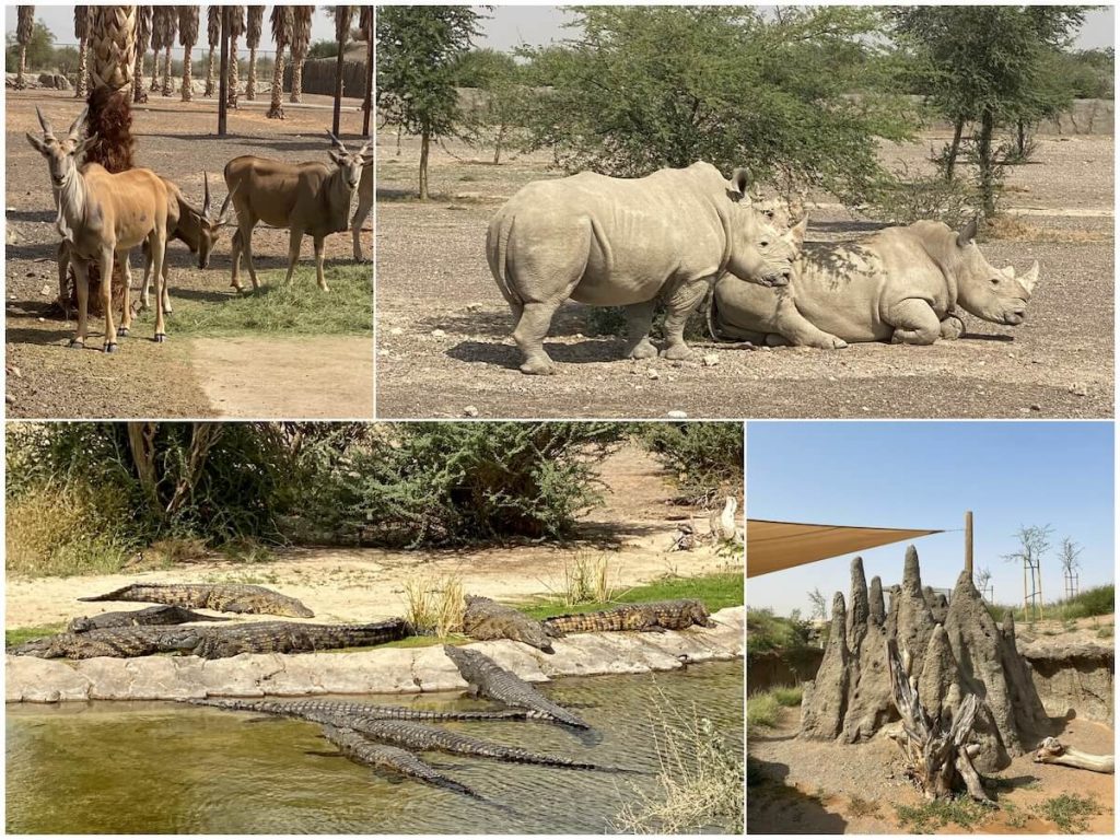 Where to See Animals in UAE - Discover the Best Place 2025